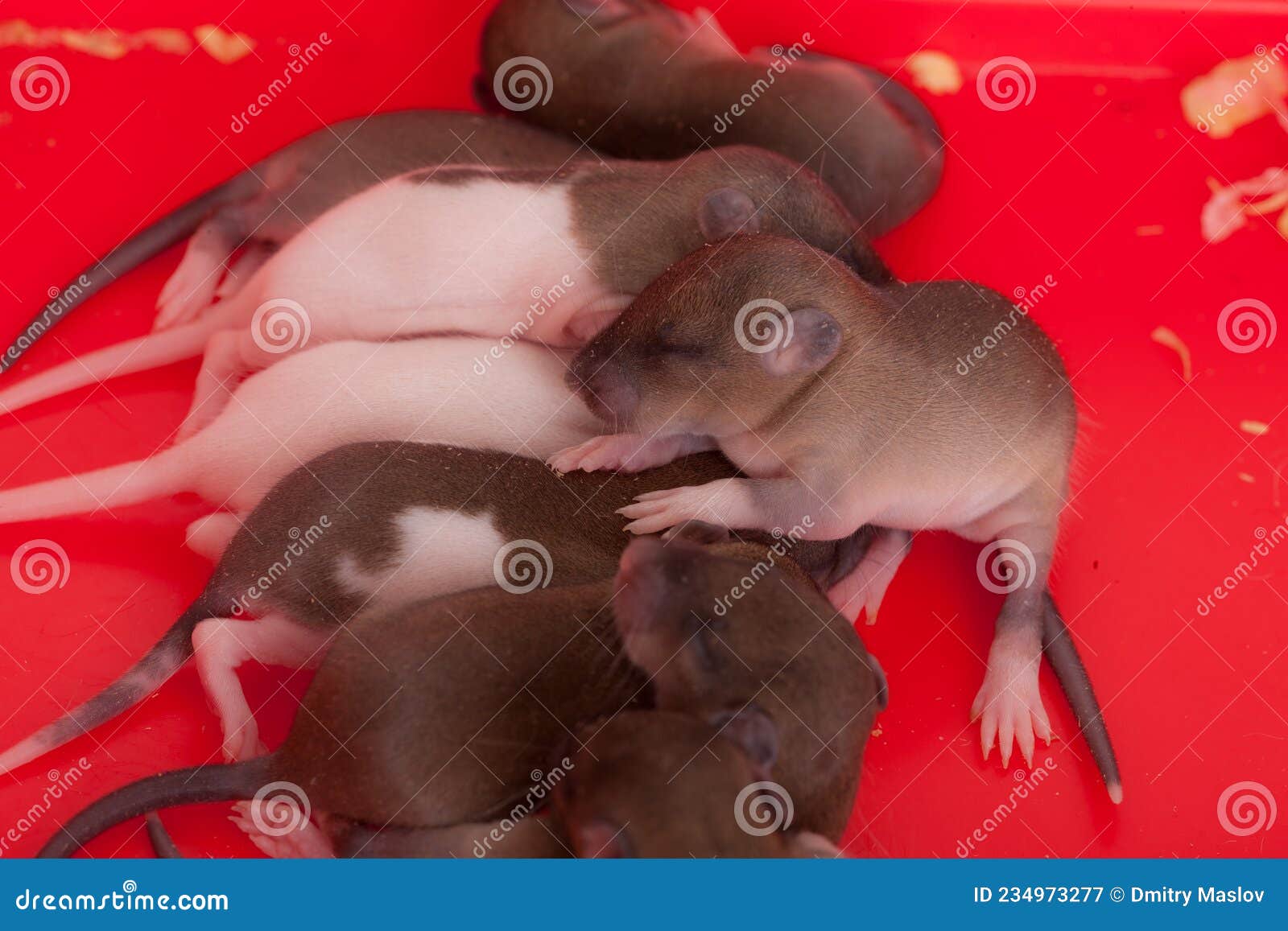 Little Newborn Rat Babies Closeup Stock Image - Image of baby, little ...