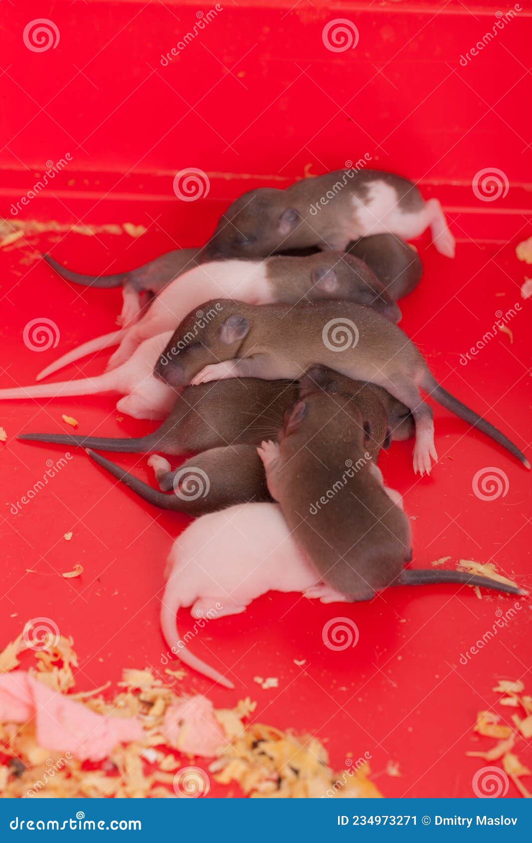 Little newborn rat babies stock image. Image of closeup - 234973271