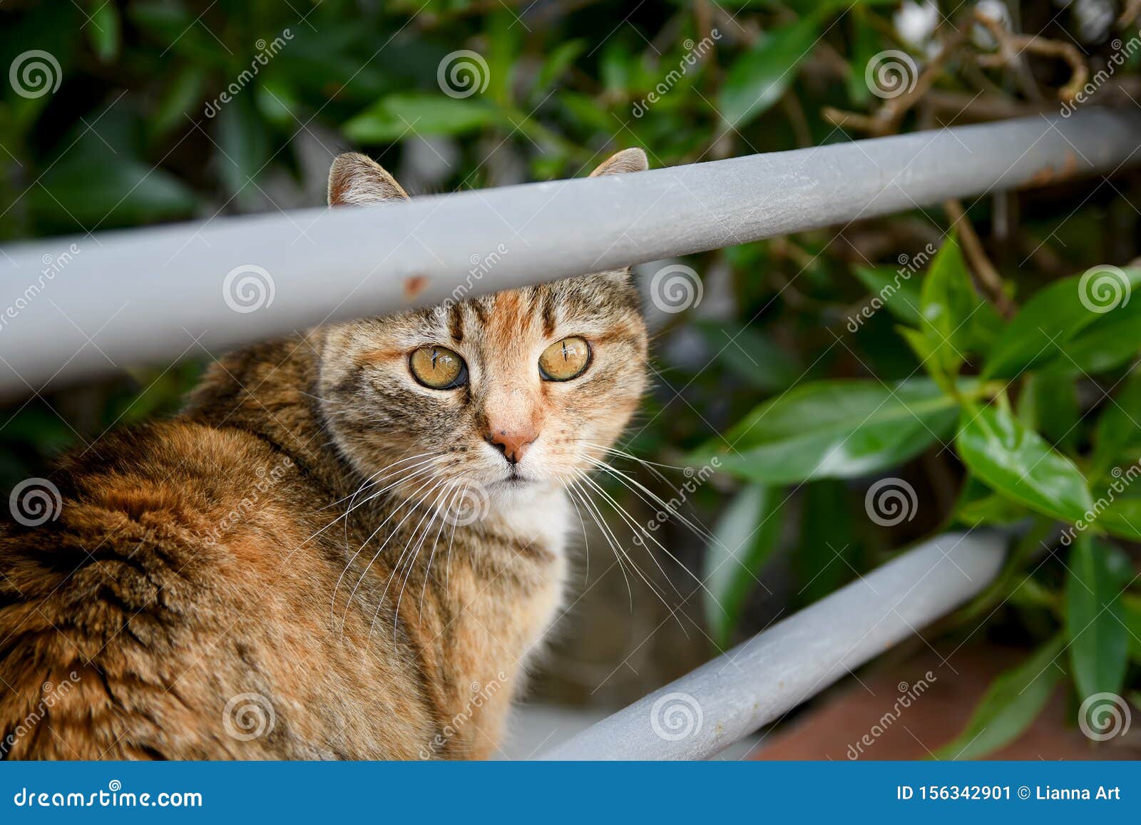 Little Nice Domestic Kitty with Yellow Eyes Stock Image - Image of ...