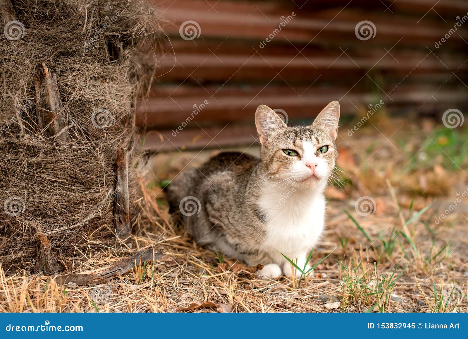 Little Nice Domestic Kitty with Yellow Eyes in the Yard Stock Image ...