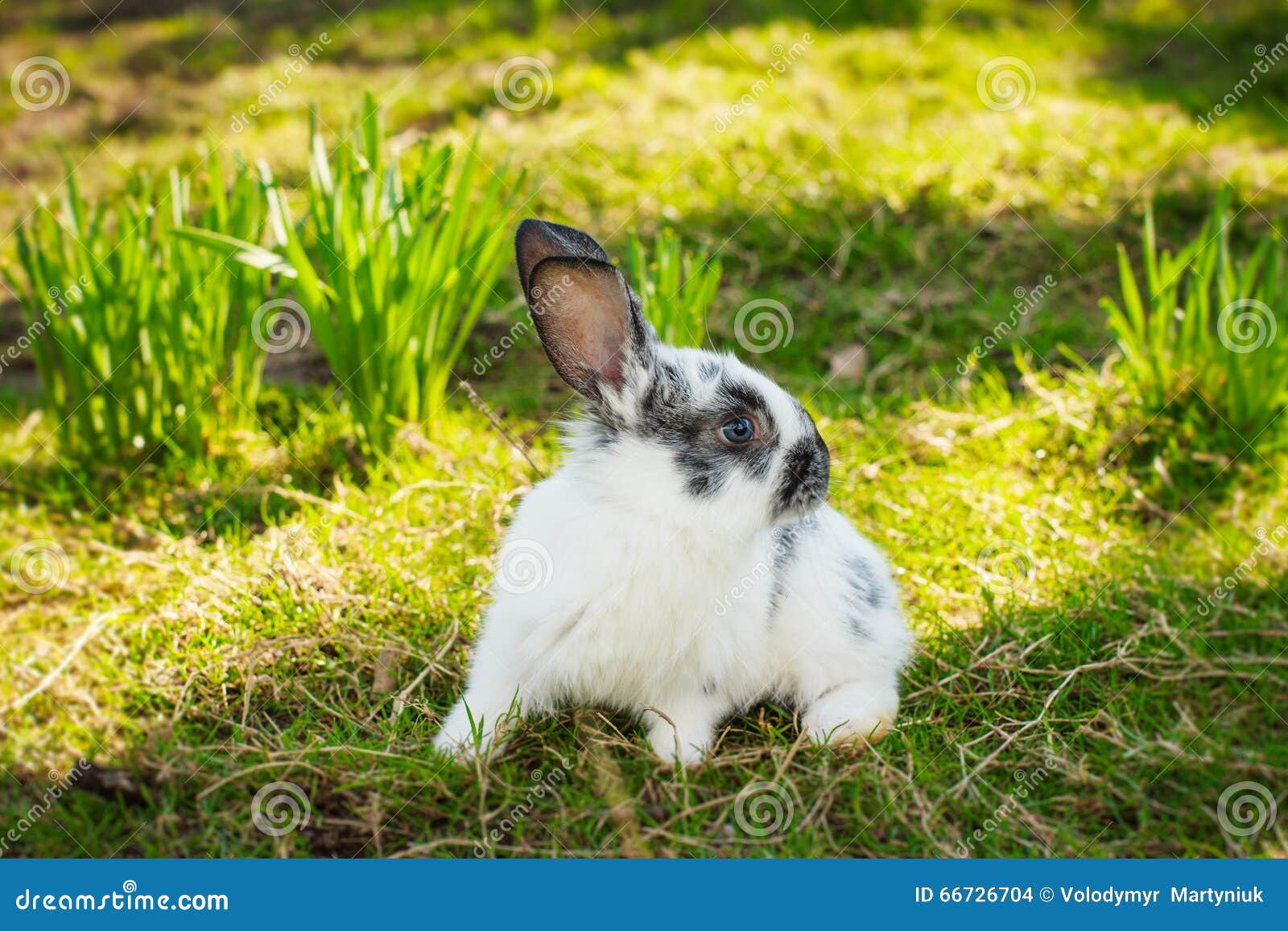 Little nice rabbit. stock photo. Image of green, farm - 66726704
