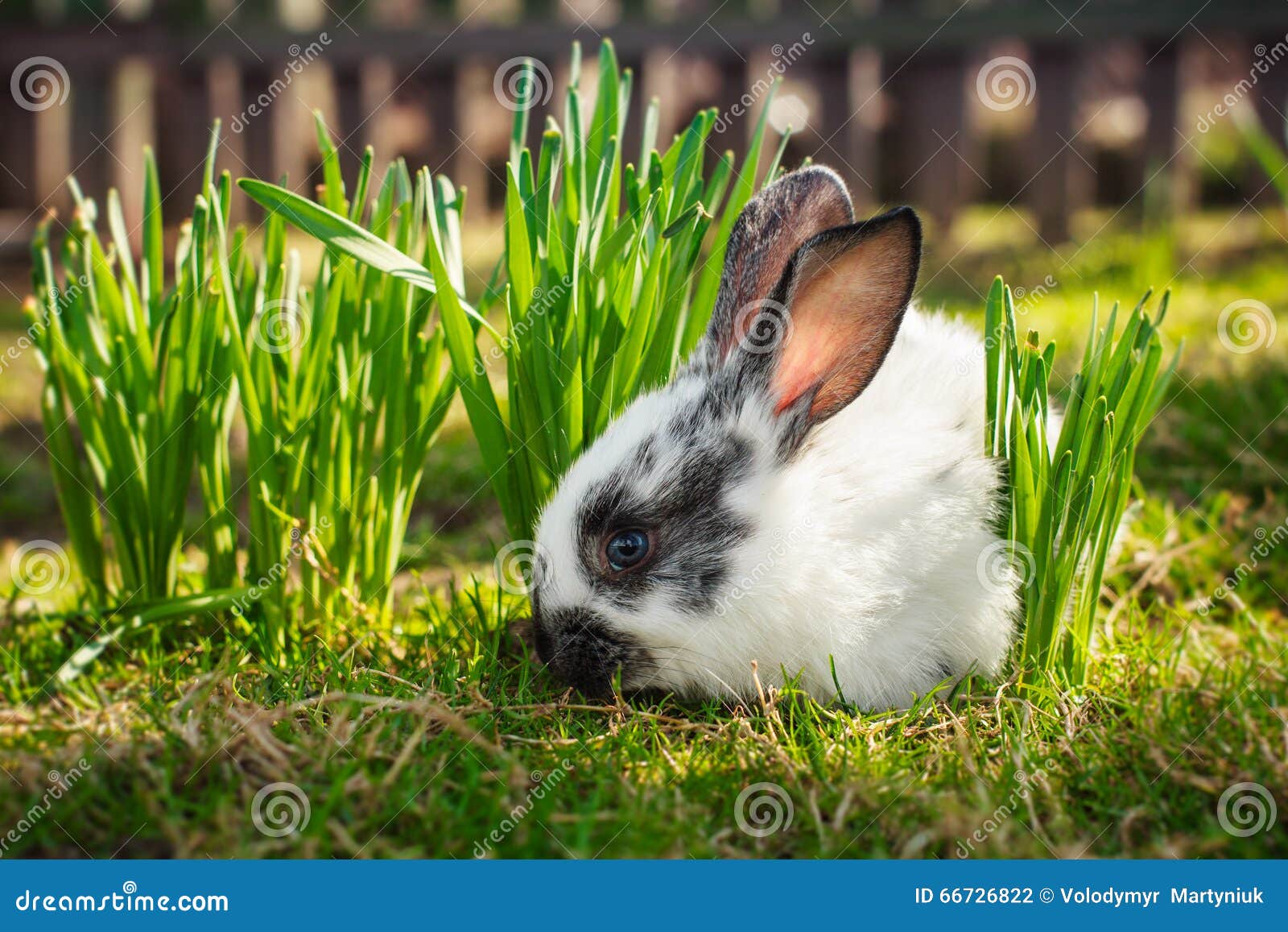 Little nice rabbit. stock photo. Image of small, adorable - 66726822