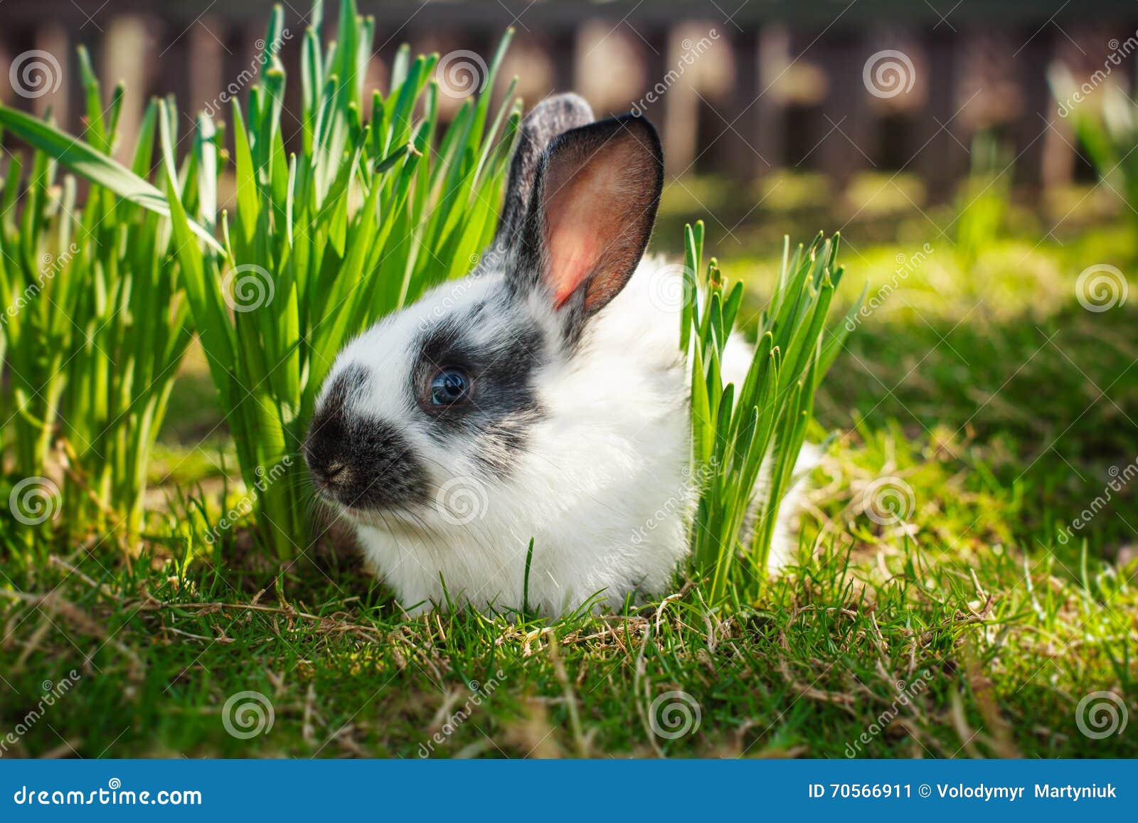 Little Nice Rabbit on Green Grass. Stock Image - Image of gray, rabbit ...