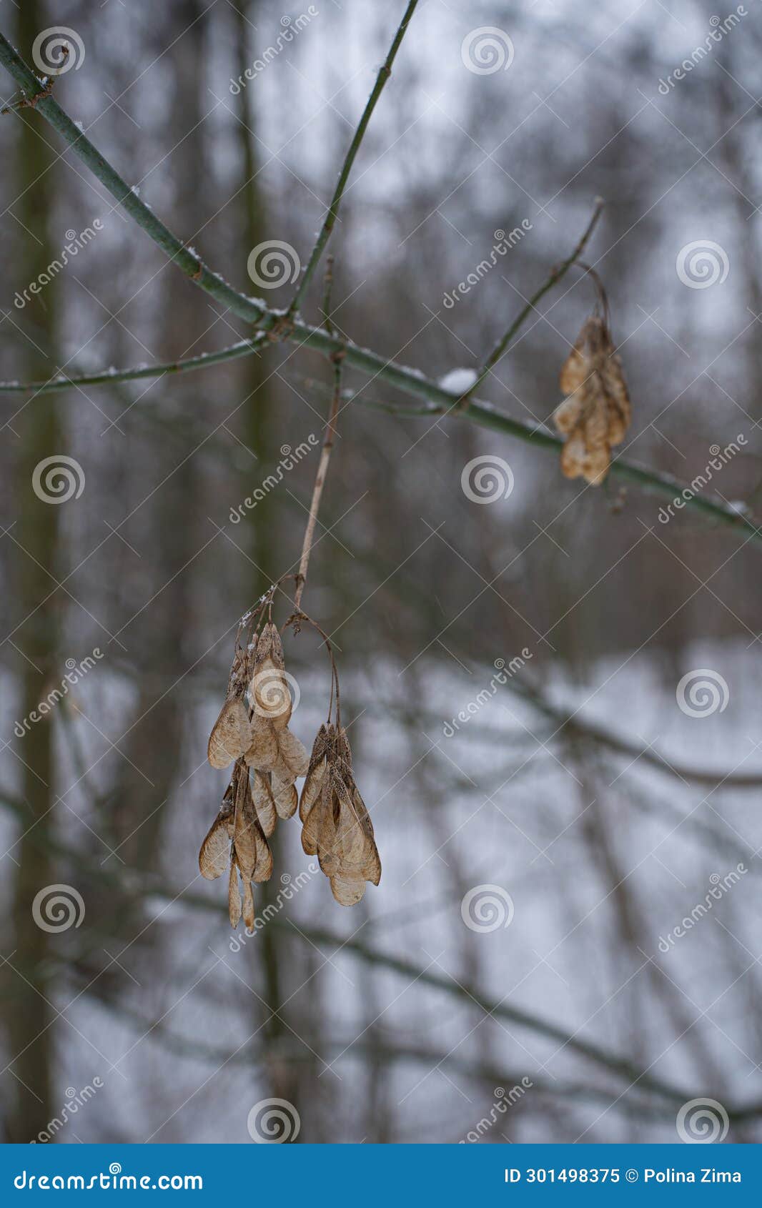 Little Noses on a Winter Maple Tree in a Winter Forest Stock Image ...