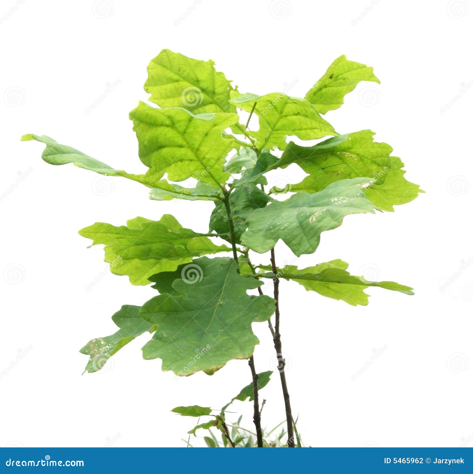 Little oak tree stock photo. Image of little, leaves, isolated - 5465962