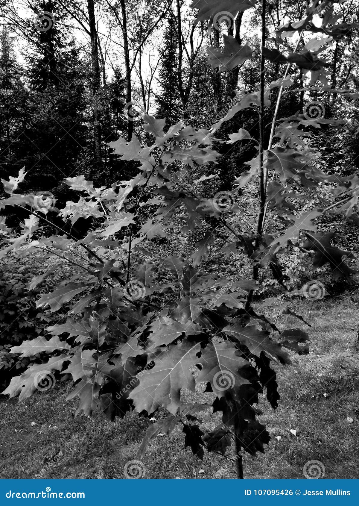 Little oak tree stock photo. Image of flora, autumn - 107095426