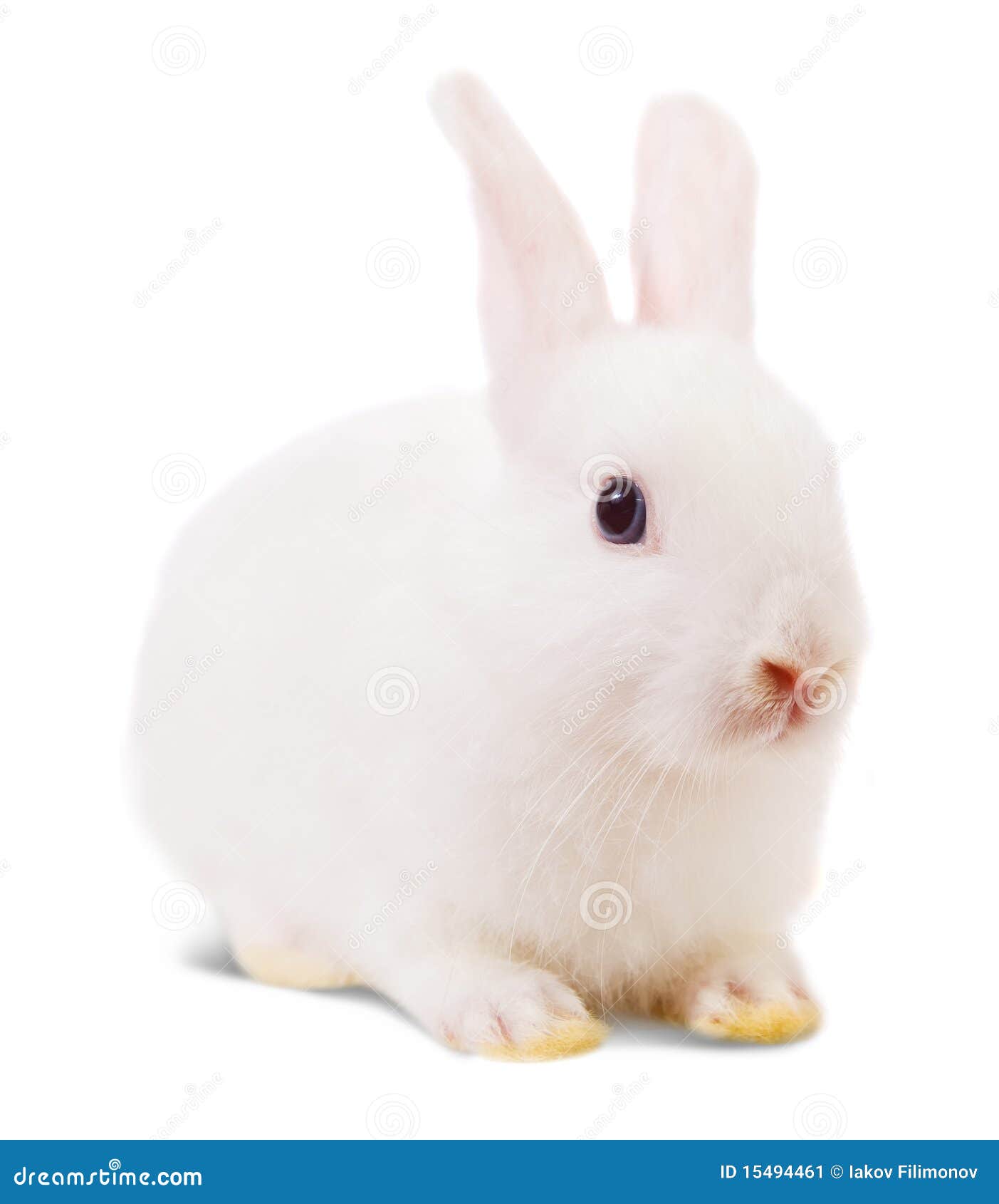 Little Oavbrutet Tjata White Fotografering för Bildbyråer - Bild av ...