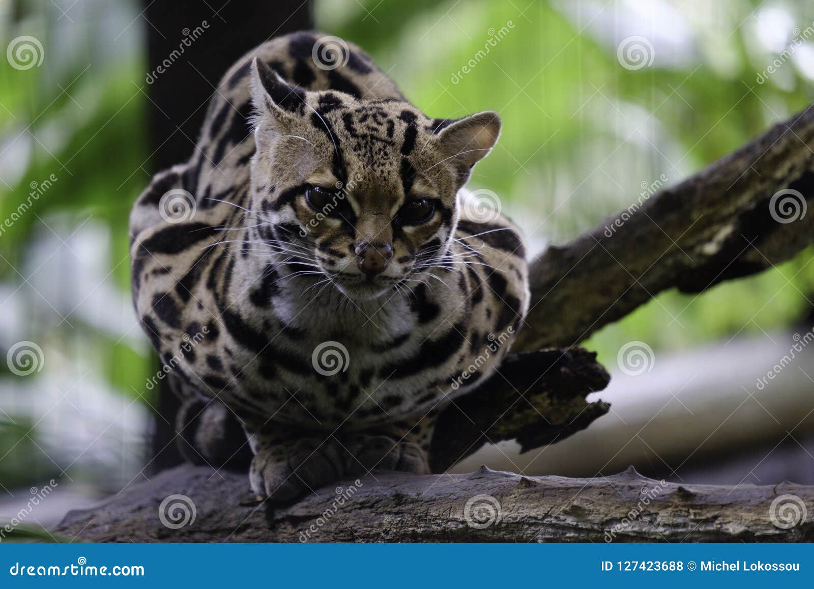 Ocelot in a tree stock photo. Image of closeup, lying - 127423688