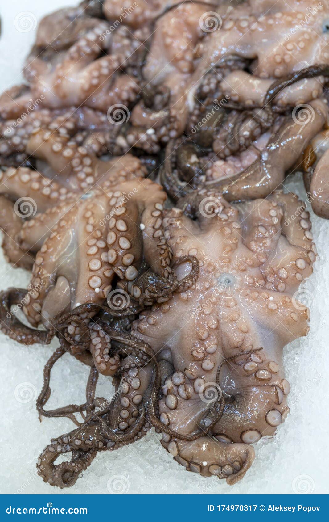 Little octopuses are sold stock image. Image of asia - 174970317