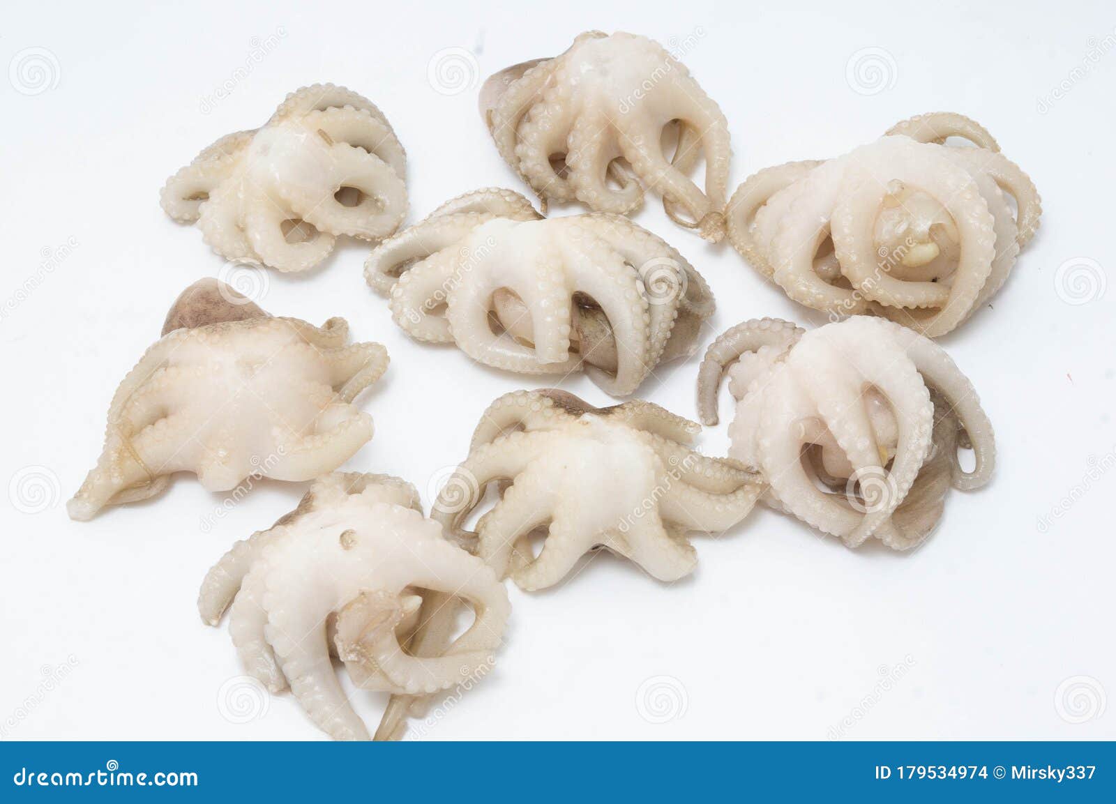 Little octopuses on white stock photo. Image of fish - 179534974