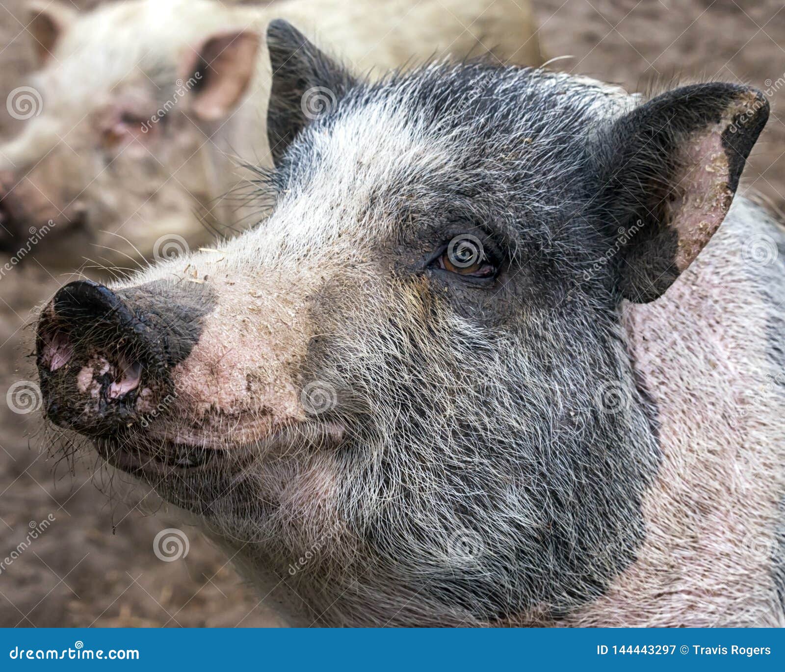 Oinker Stock Photos - Free & Royalty-Free Stock Photos from Dreamstime