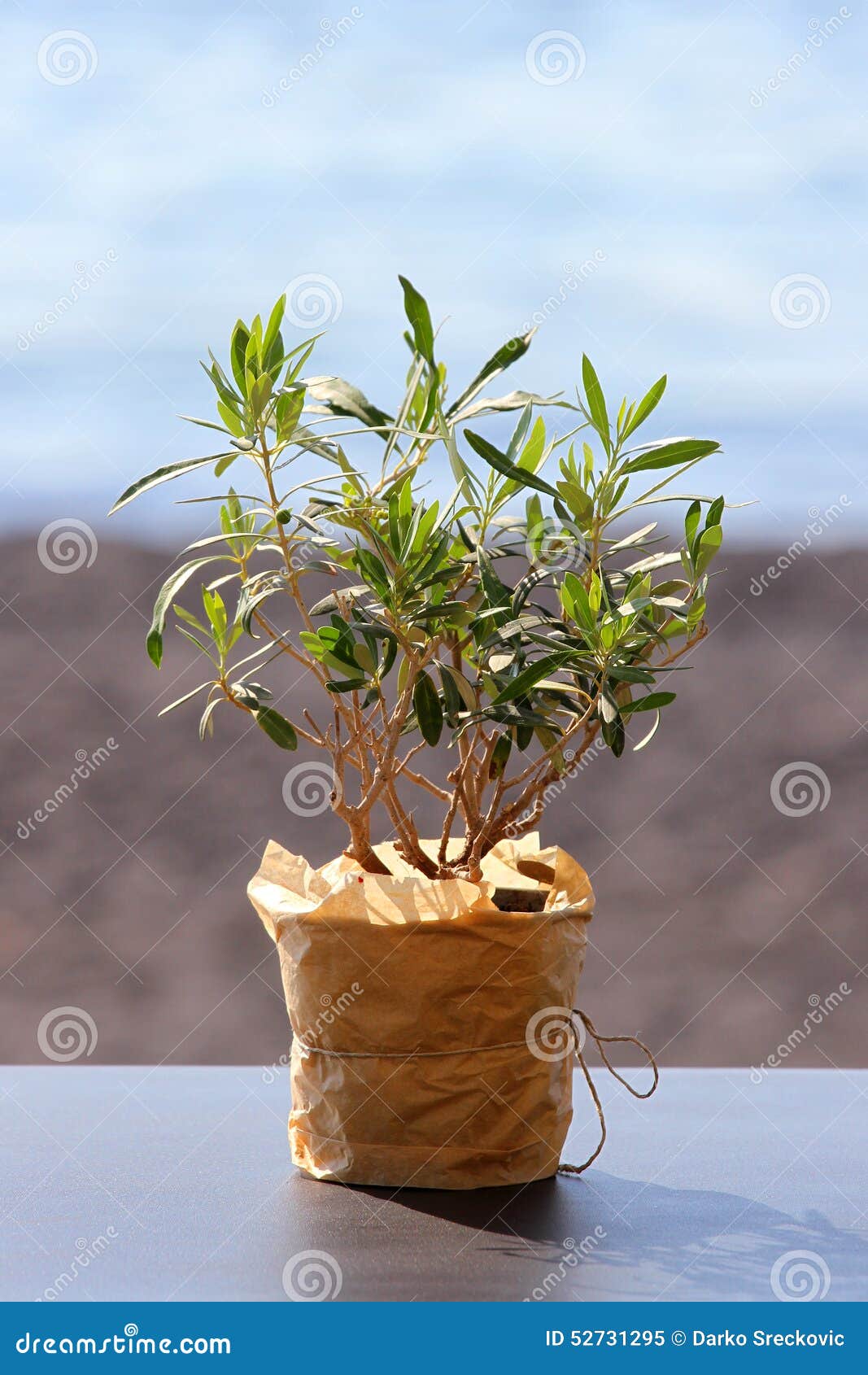 Little olive tree in a pot stock image. Image of healthy - 52731295