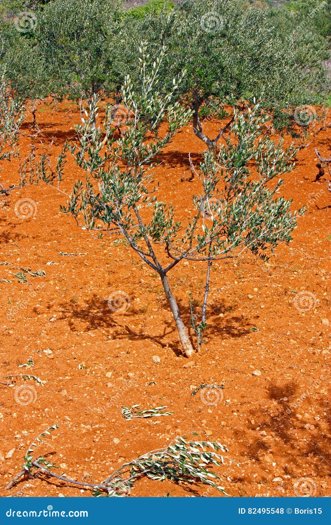 Little olive tree stock photo. Image of natural, earth - 82495548
