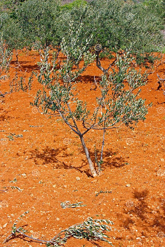 Little olive tree stock photo. Image of natural, earth - 82495548