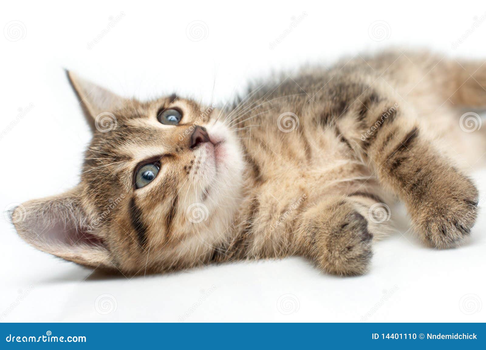 Little One-month Striped Kitten Stock Photo - Image of shot, beautiful ...