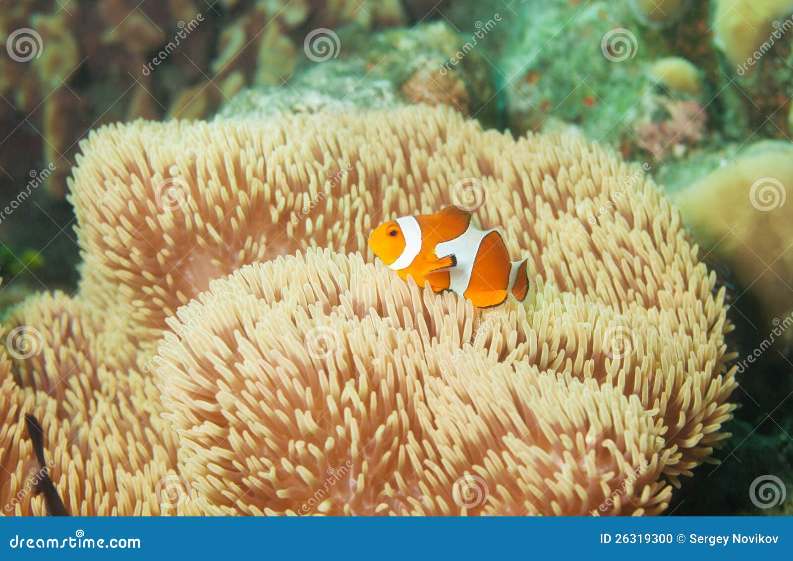 Little Orange Clownfish in Anemones Stock Photo - Image of macro ...