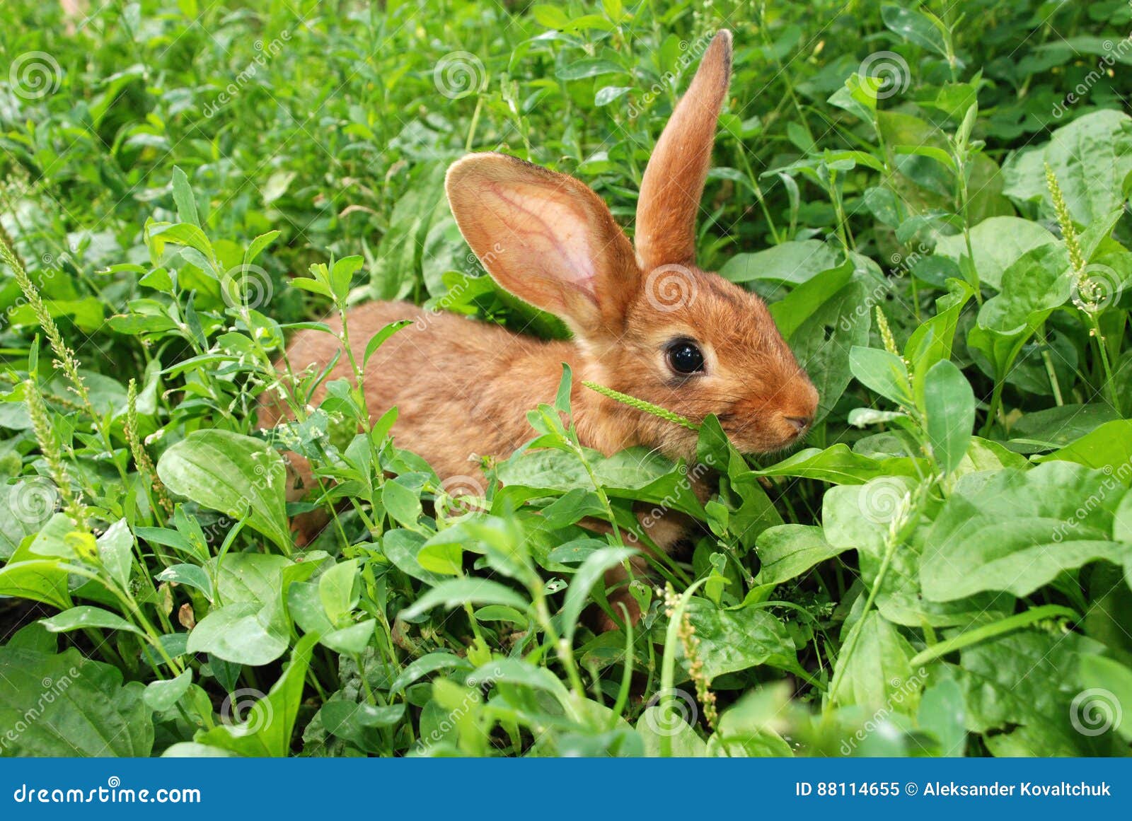 Little orange rabbit stock image. Image of eating, spring - 88114655