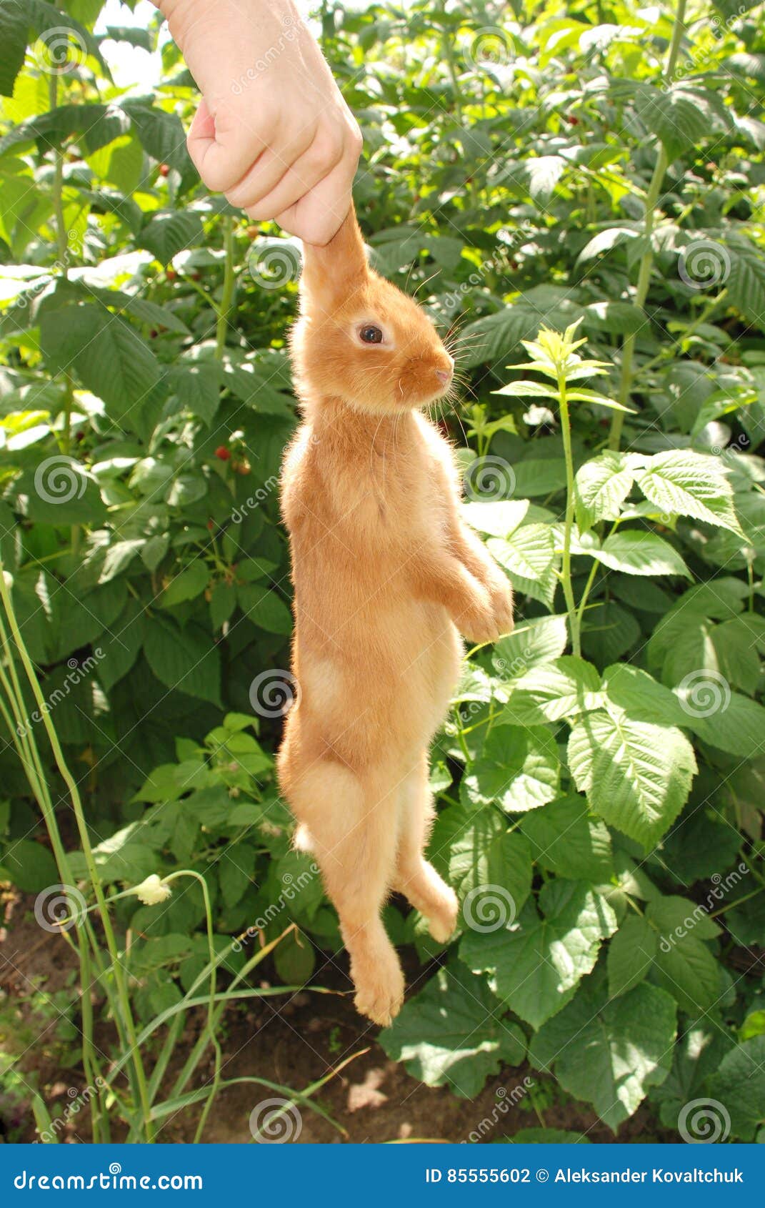 Little orange rabbit stock photo. Image of nose, small - 85555602