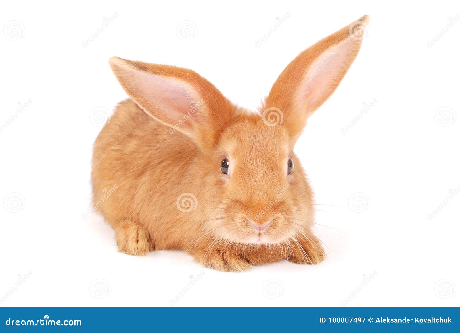 Little orange rabbit stock image. Image of beauty, yellow - 100807497