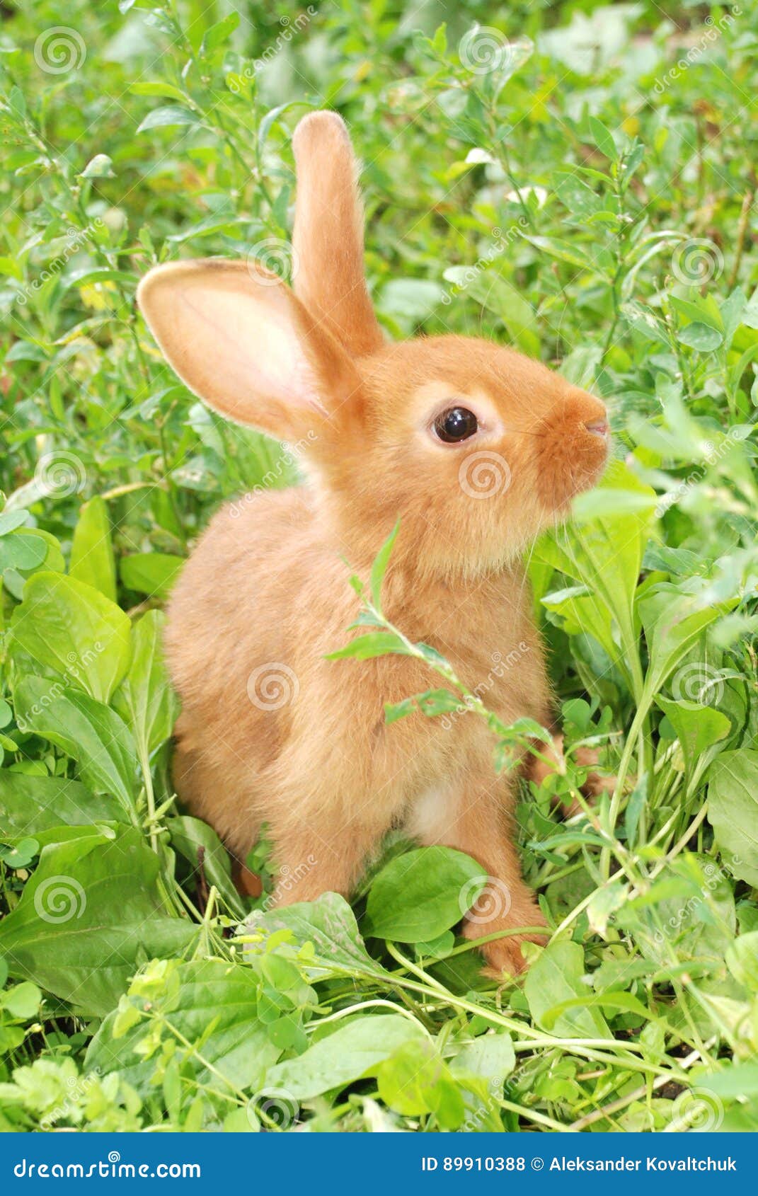 Little orange rabbit stock photo. Image of orange, mammal - 89910388
