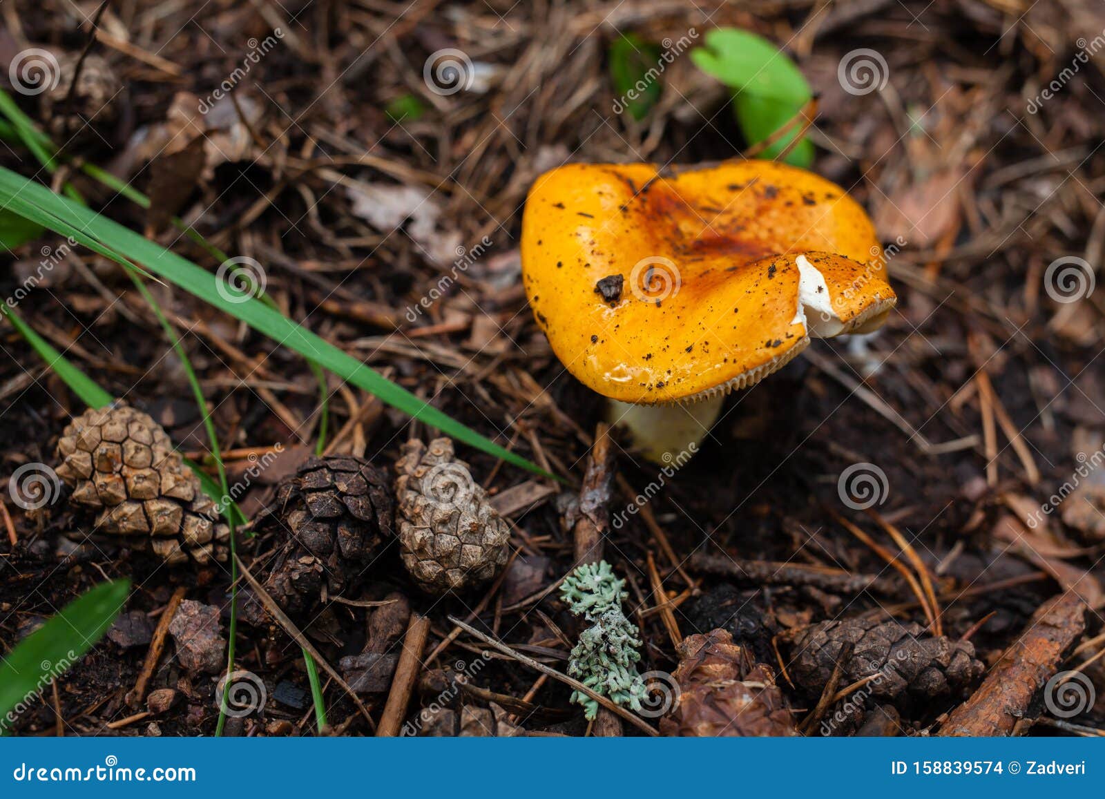 Little Orange Russula Grows in the Forest Stock Photo - Image of hide ...