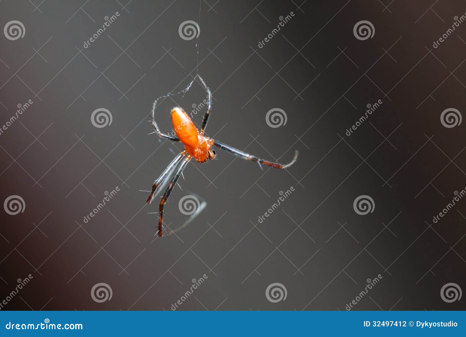 Little Orange Spider Hanging in the Air Stock Photo - Image of closeup ...