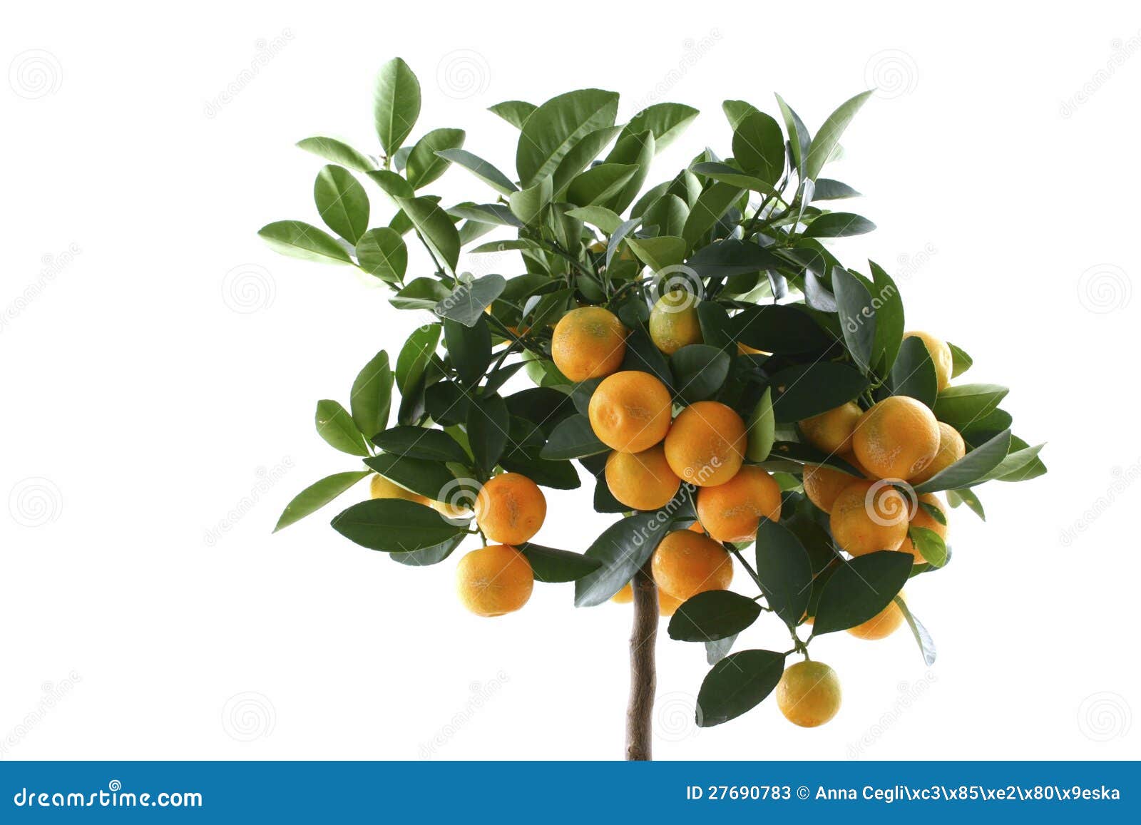 Little Orange Tree Isolated Stock Image - Image of orange, growth: 27690783