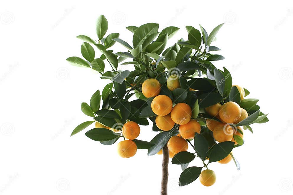 Little Orange Tree Isolated Stock Image - Image of orange, growth: 27690783