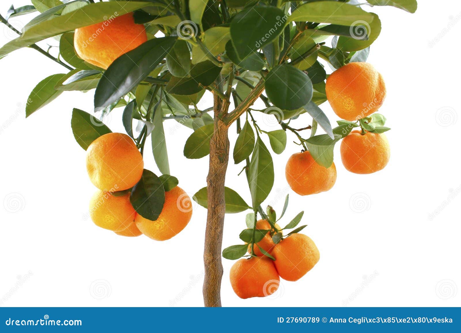 Little Orange Tree Isolated on White Stock Image - Image of leaf ...