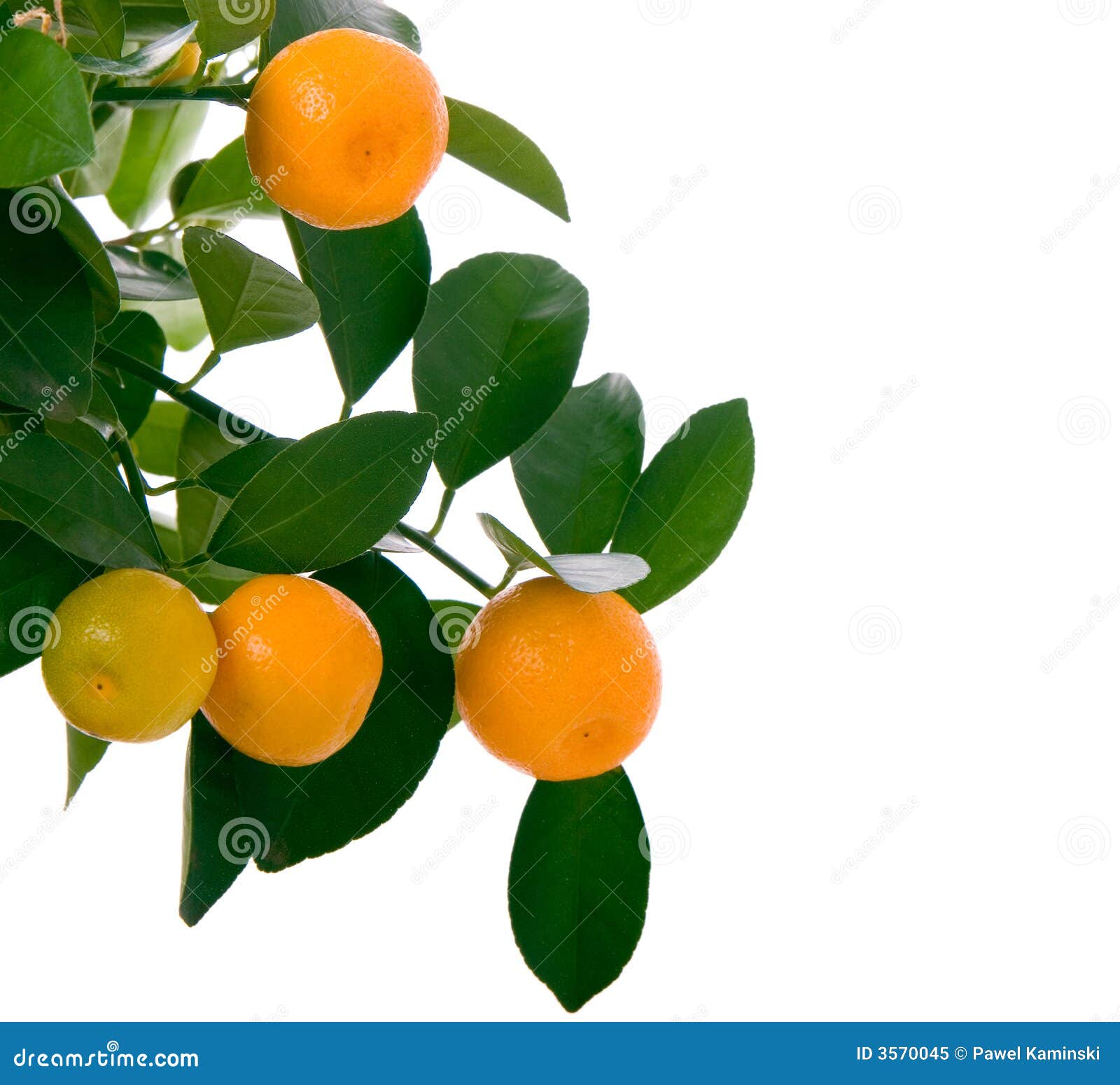 Little oranges tree stock image. Image of healthy, bonsai - 3570045