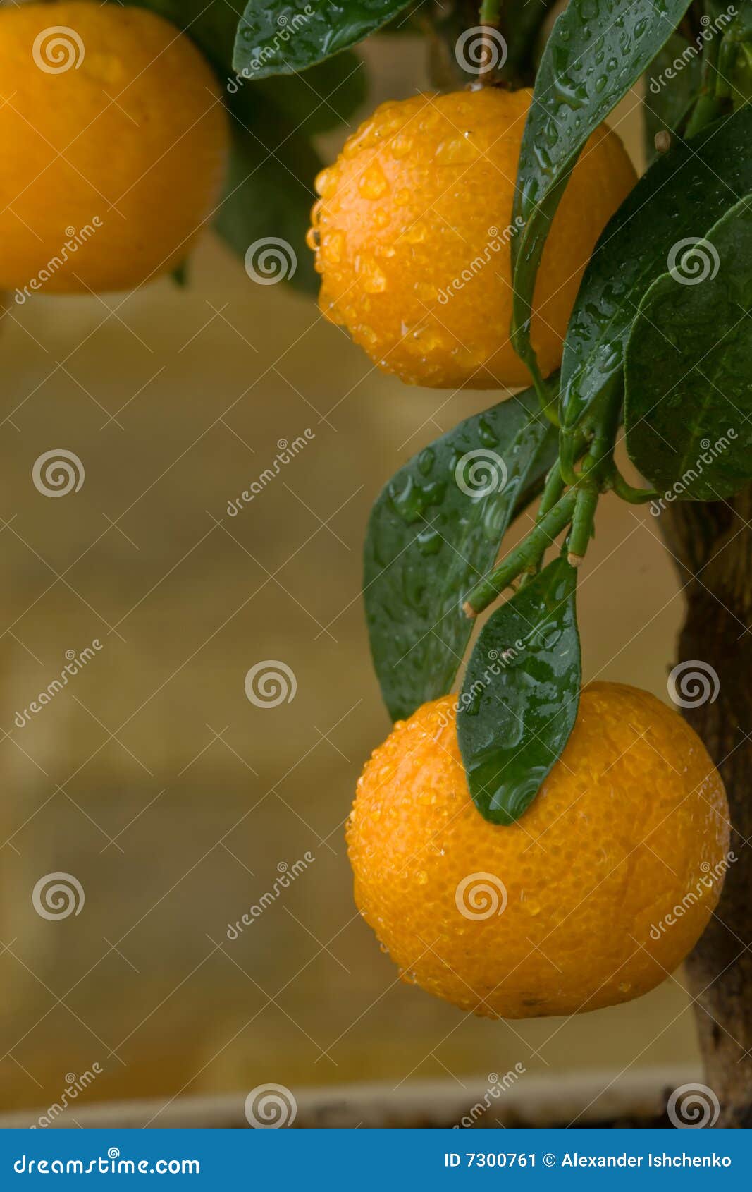 Little oranges on a tree. stock image. Image of leaf, harvesting - 7300761