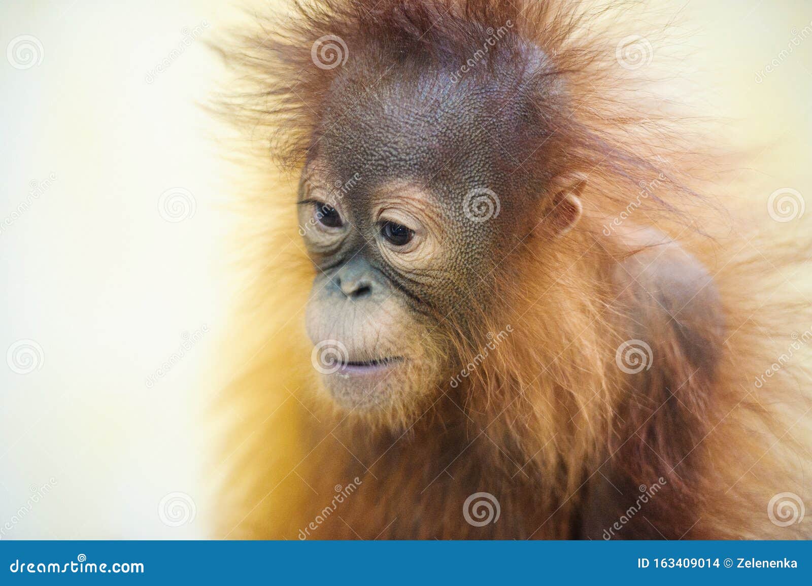 Little orangutan stock photo. Image of happy, wild, great - 163409014