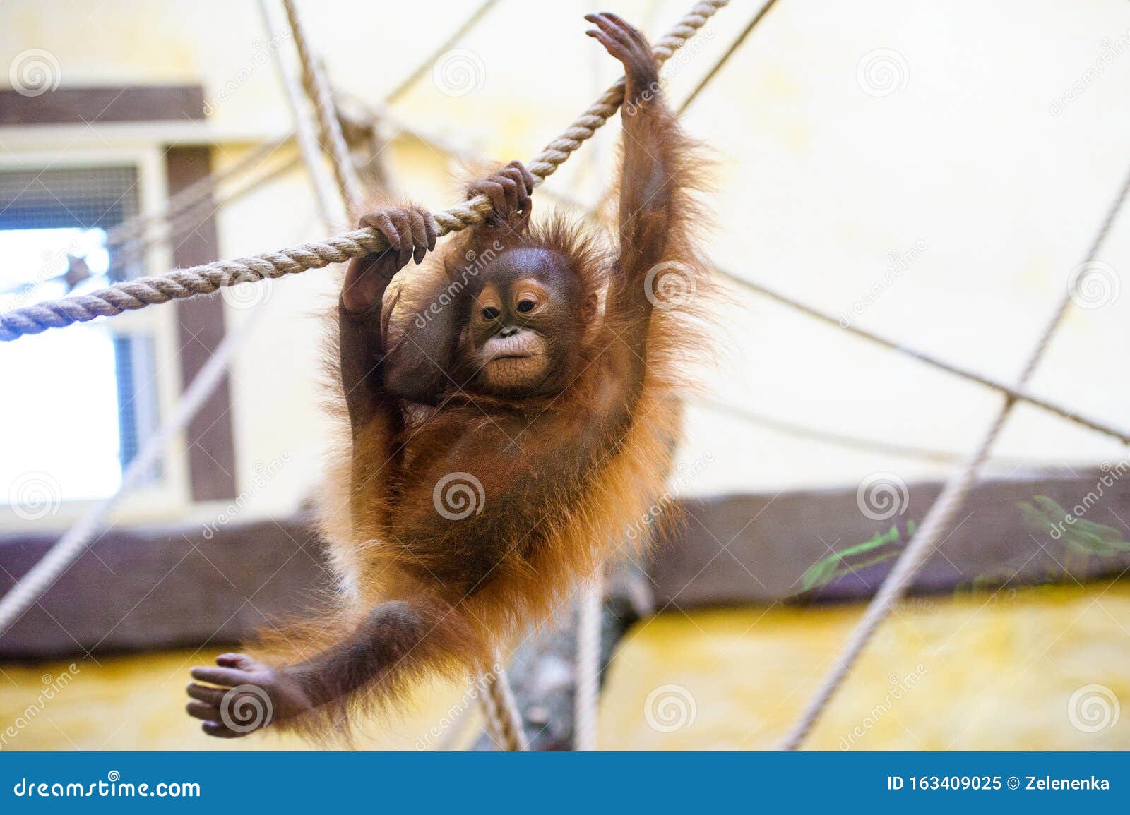 Little orangutan stock image. Image of kalimantan, great - 163409025