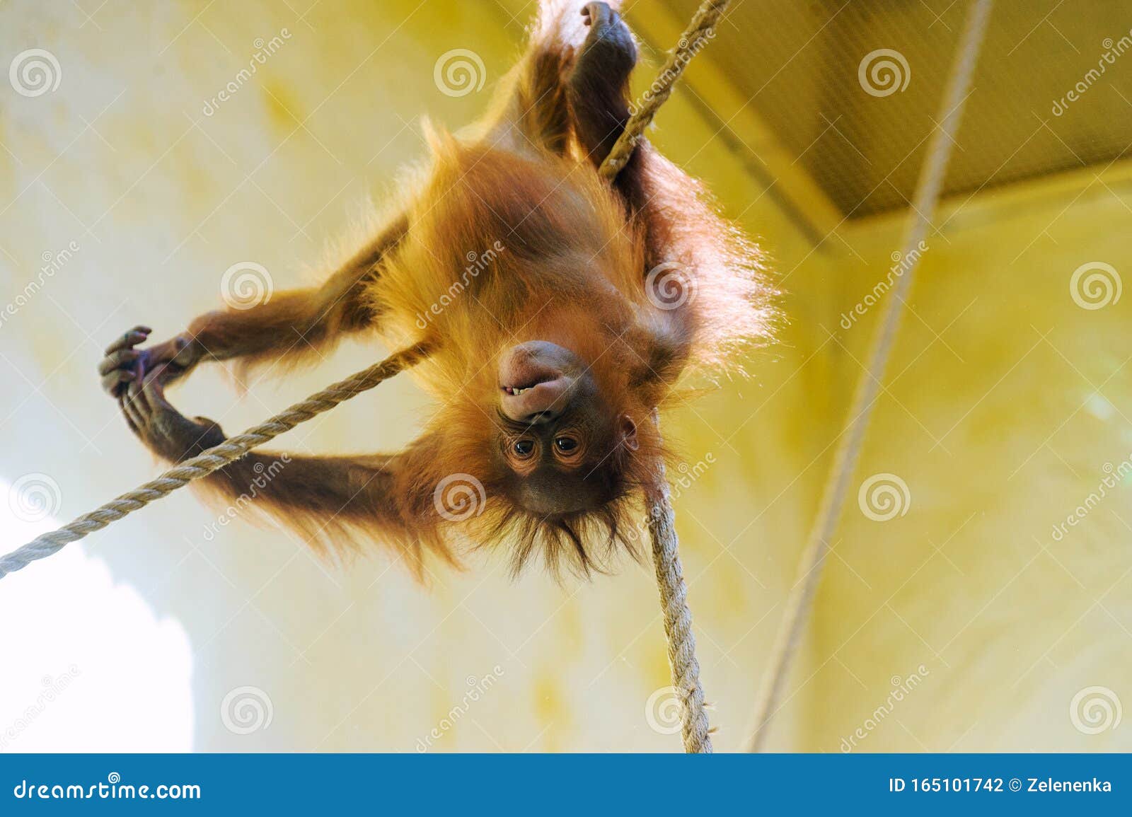 Little orangutan stock photo. Image of childhood, happy - 165101742