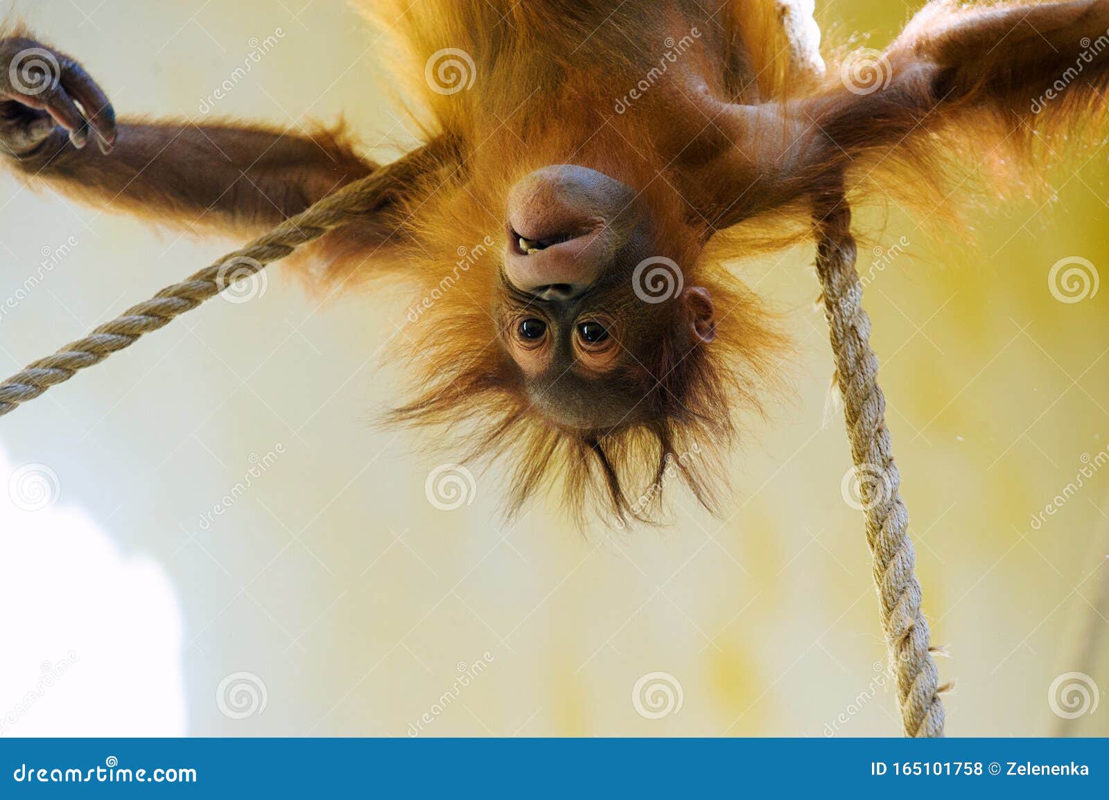 Little orangutan stock photo. Image of look, borneo - 165101758