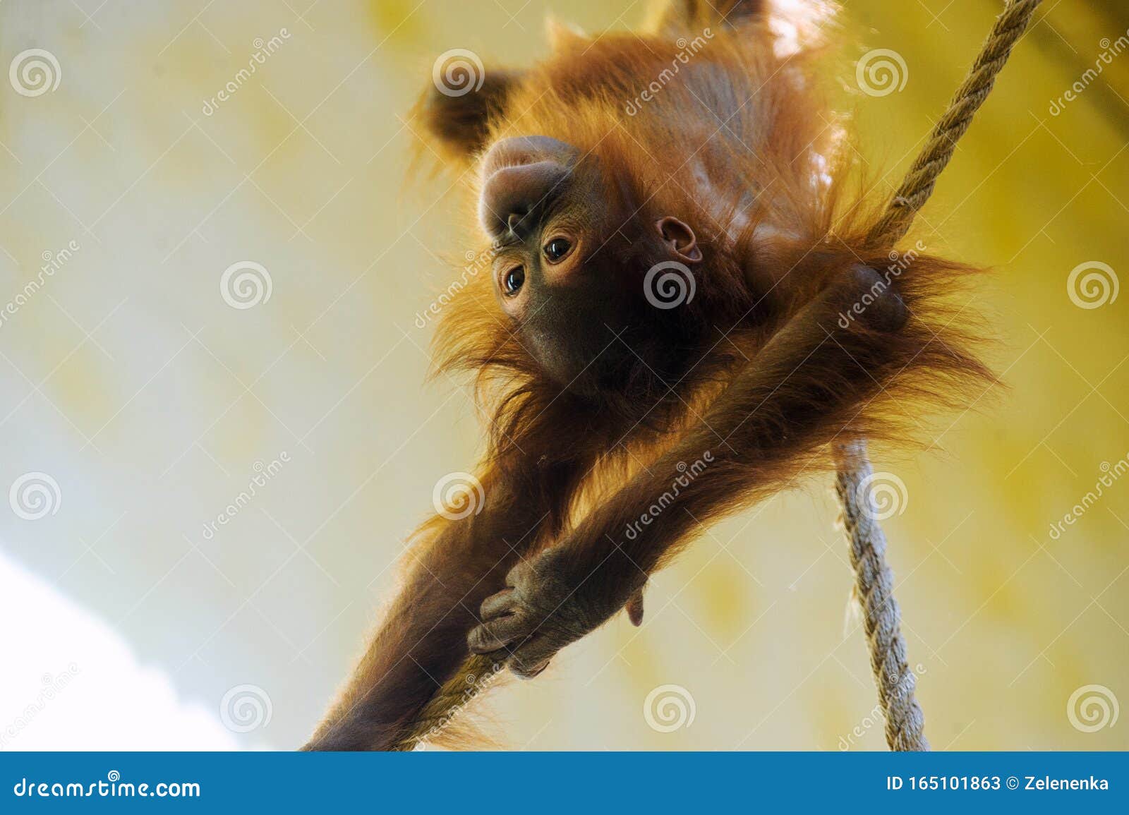 Little orangutan stock image. Image of face, nature - 165101863
