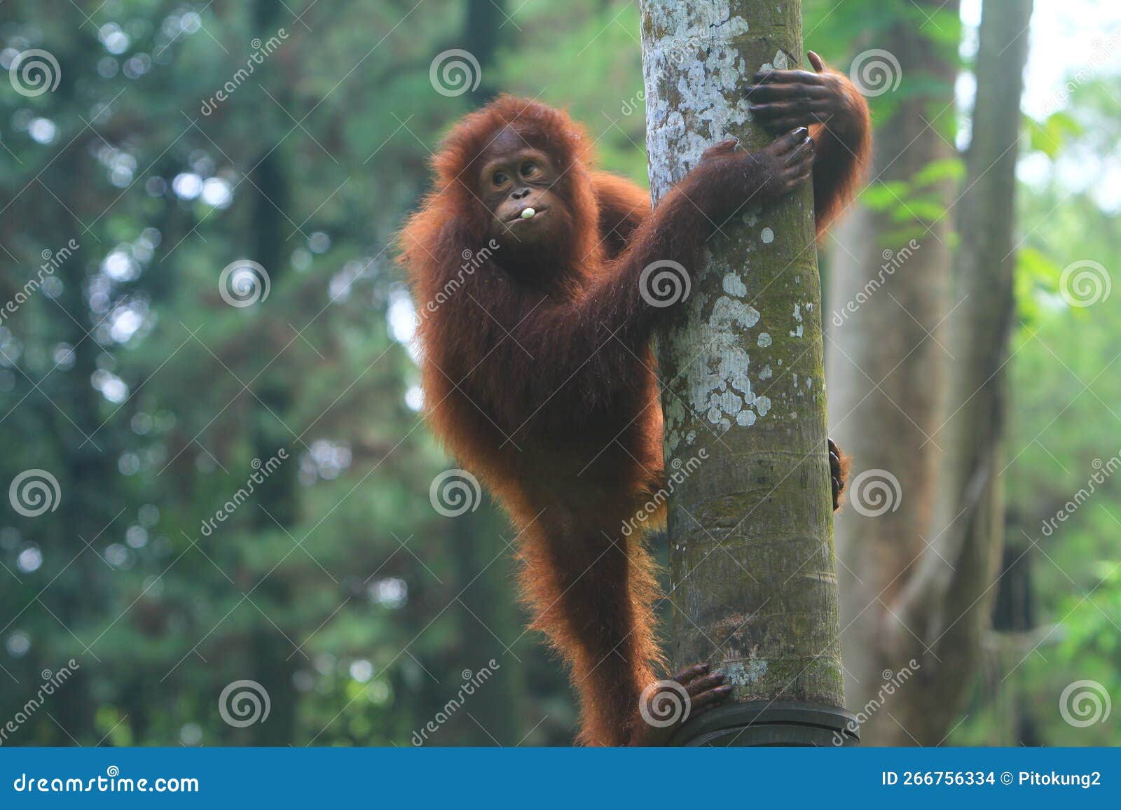 A Little Orangutan Climbing a Tree Stock Photo - Image of little, tree ...