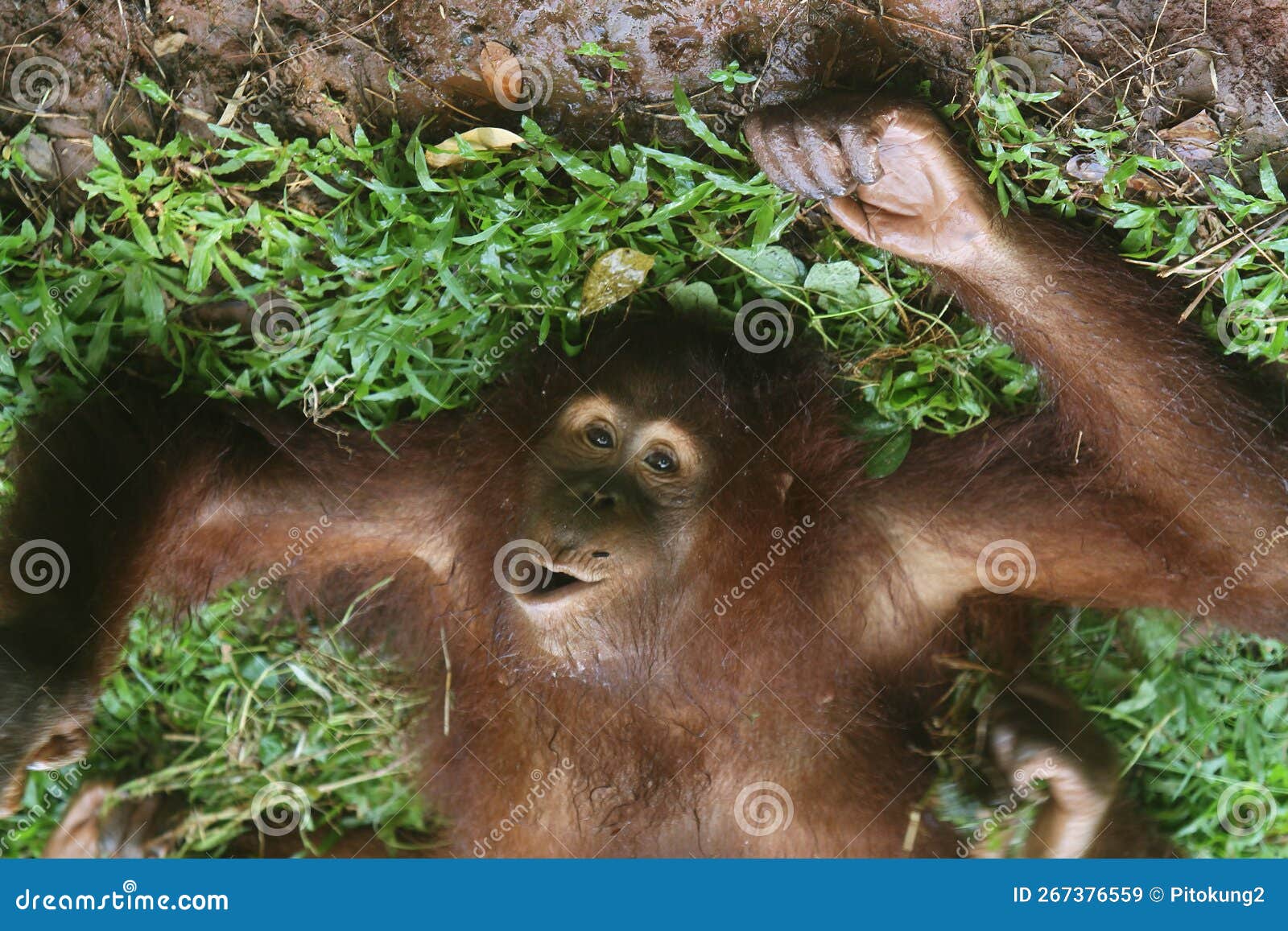 A Little Orangutan Lying on the Grass Stock Image - Image of macaque ...