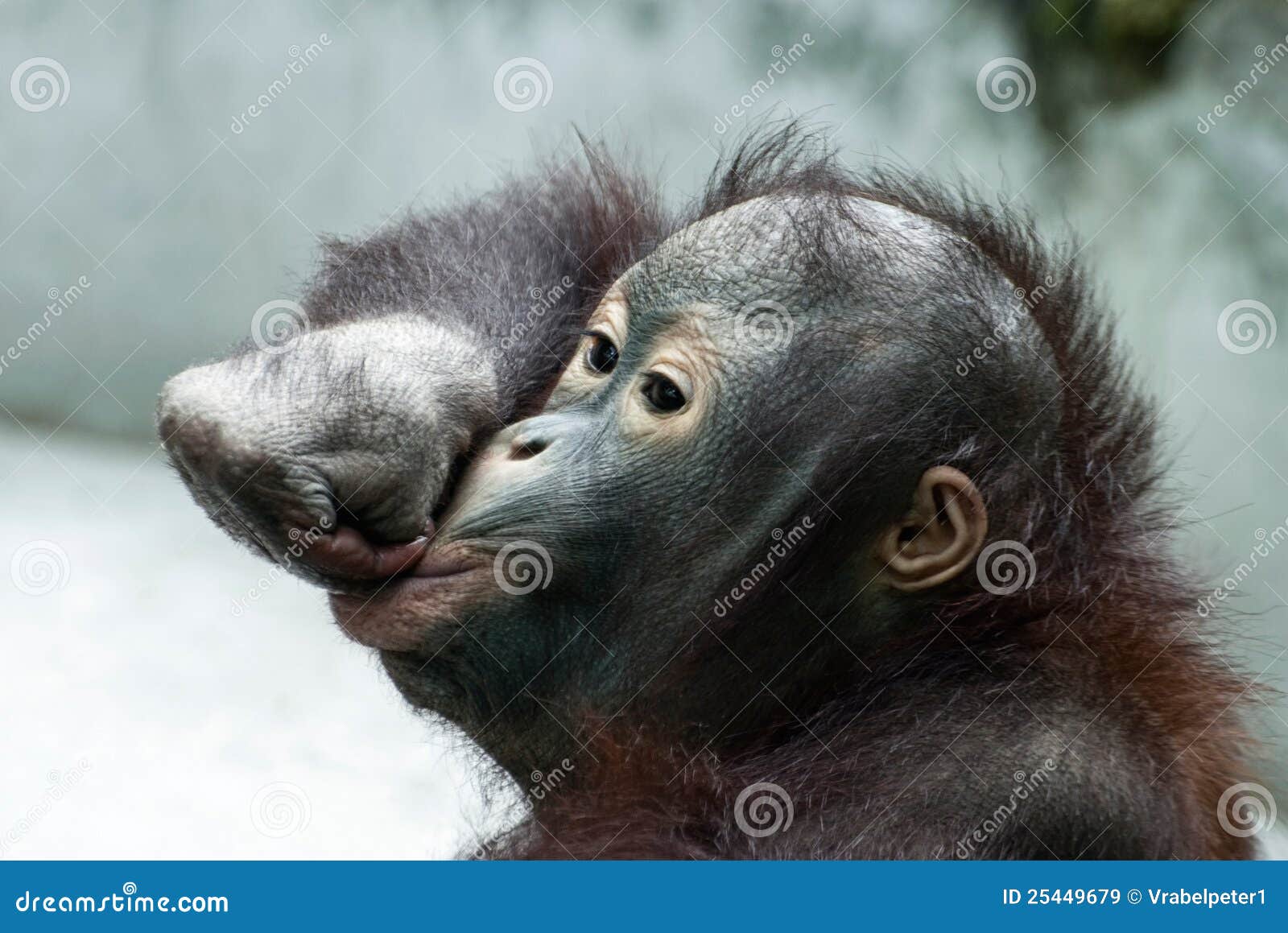Little Orangutan Makes Fun (Pongo Pygmaeus) Stock Image - Image of ...