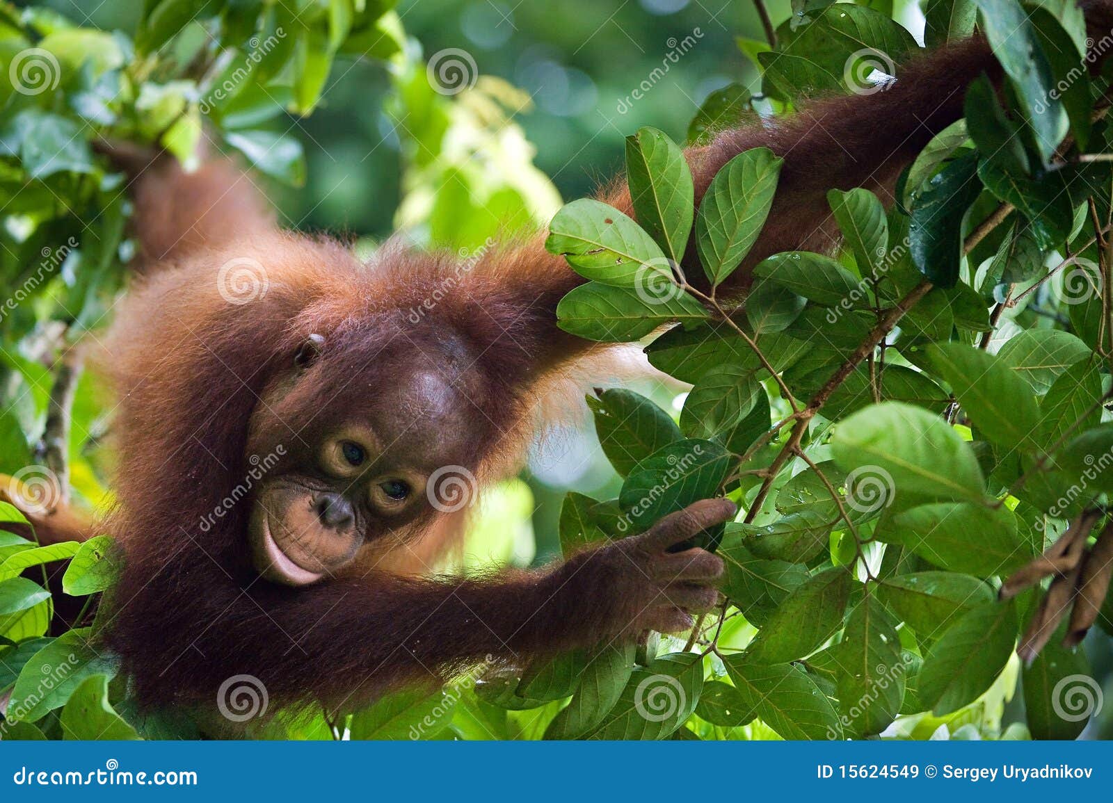 Borneo: A Young Orang Utan At The Reha Station In Sepilok, Sarawak ...