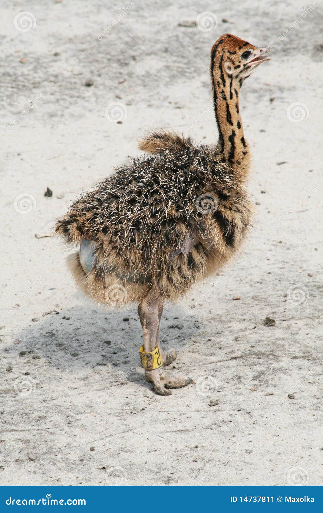Little ostrich stock image. Image of baby, sunny, bird - 14737811