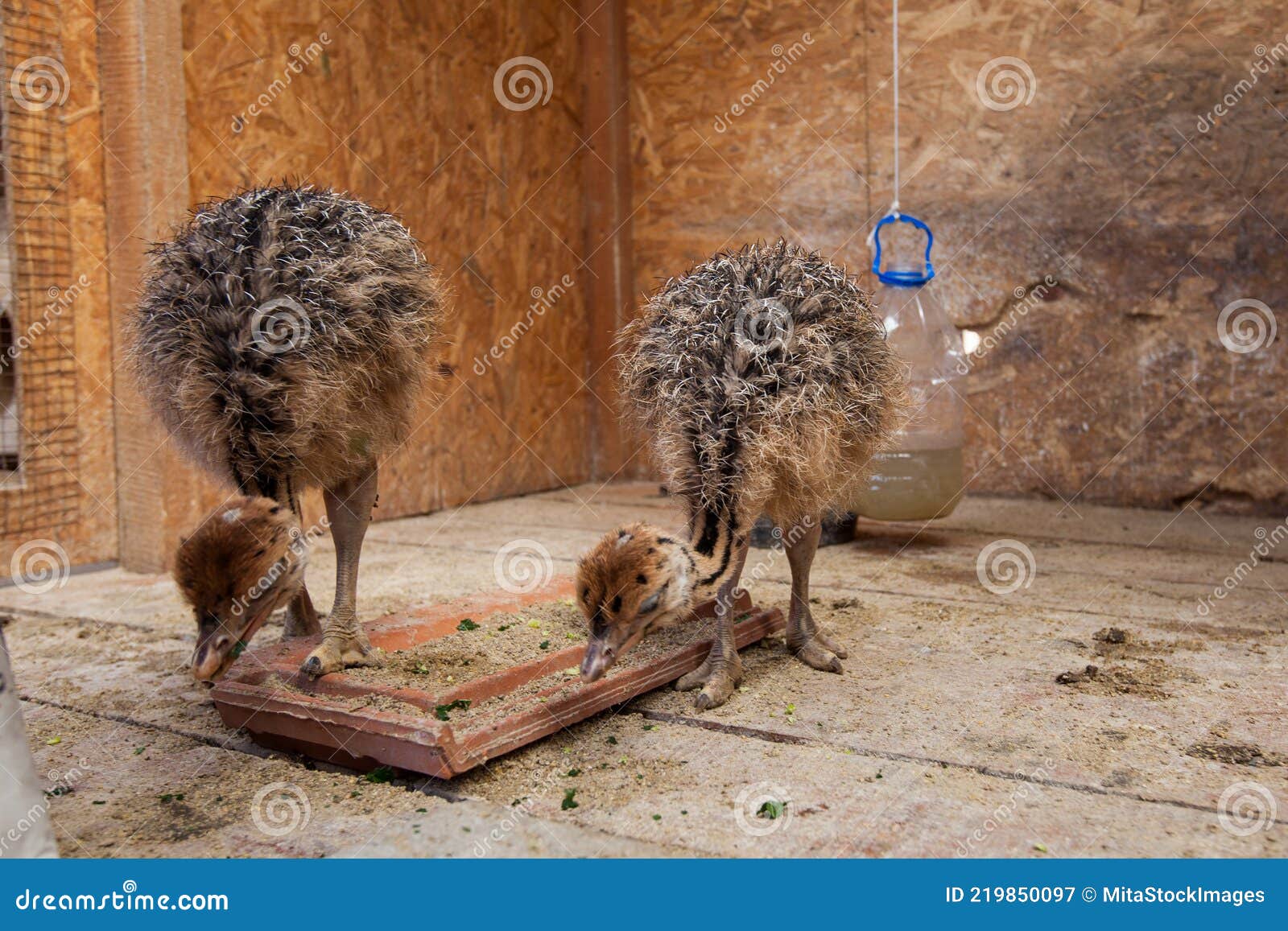 Little ostrich cub stock image. Image of animal, breeding - 219850097