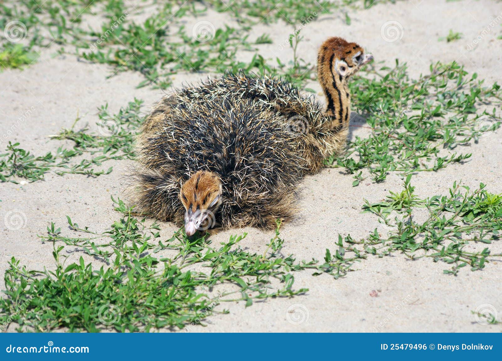 Little ostrichs stock photo. Image of meat, natural, bald - 25479496