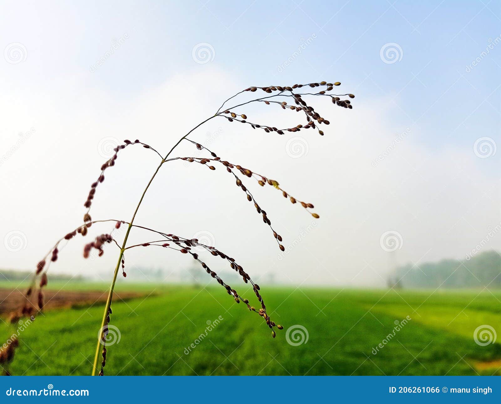 A little outgrowth stock photo. Image of morning, outgrowth - 206261066