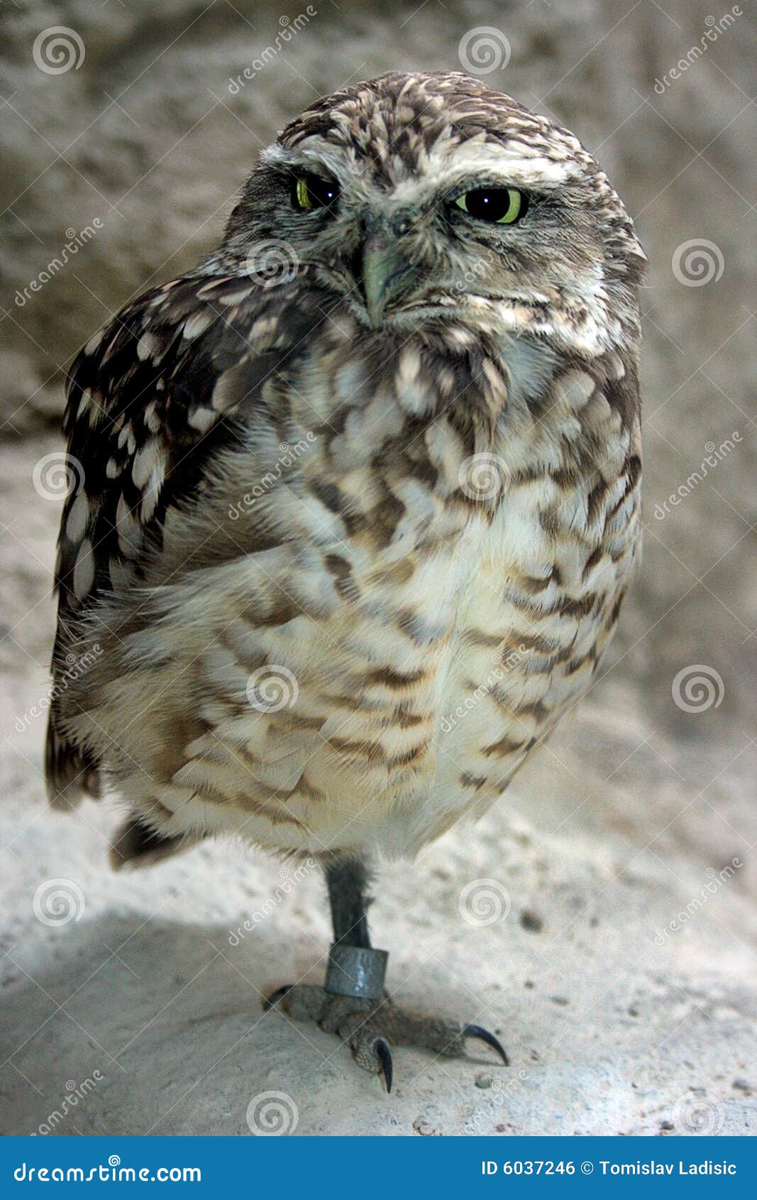 Little owl stock photo. Image of burrowing, captivity - 6037246