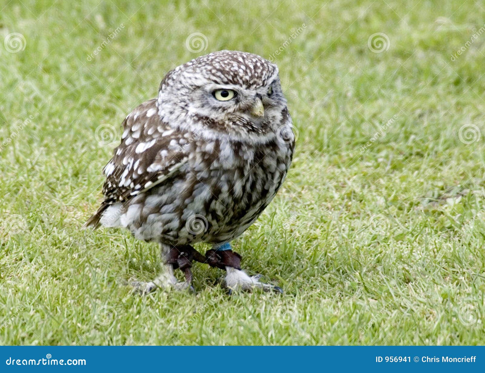 Little Owl stock image. Image of wings, littleowl, falcon - 956941