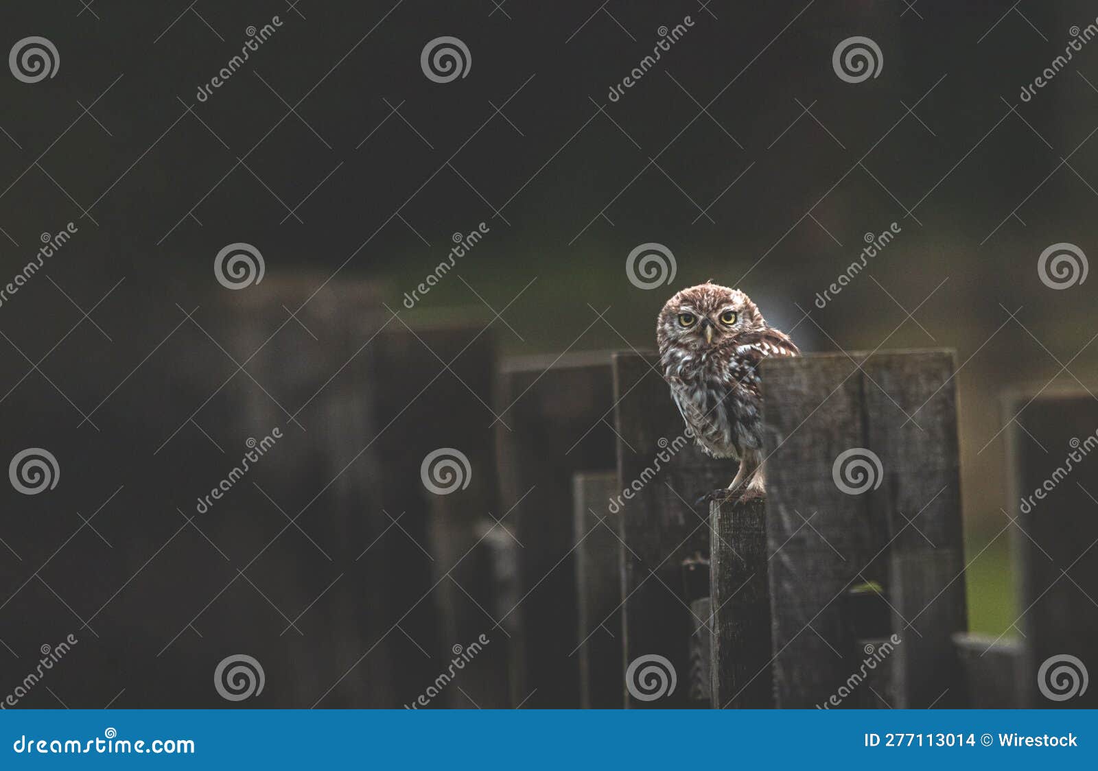 Little Owl on Fence Post stock photo. Image of texture - 277113014