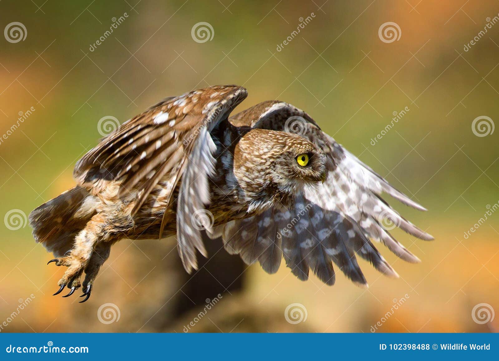 Little owl is flying stock photo. Image of predator - 102398488