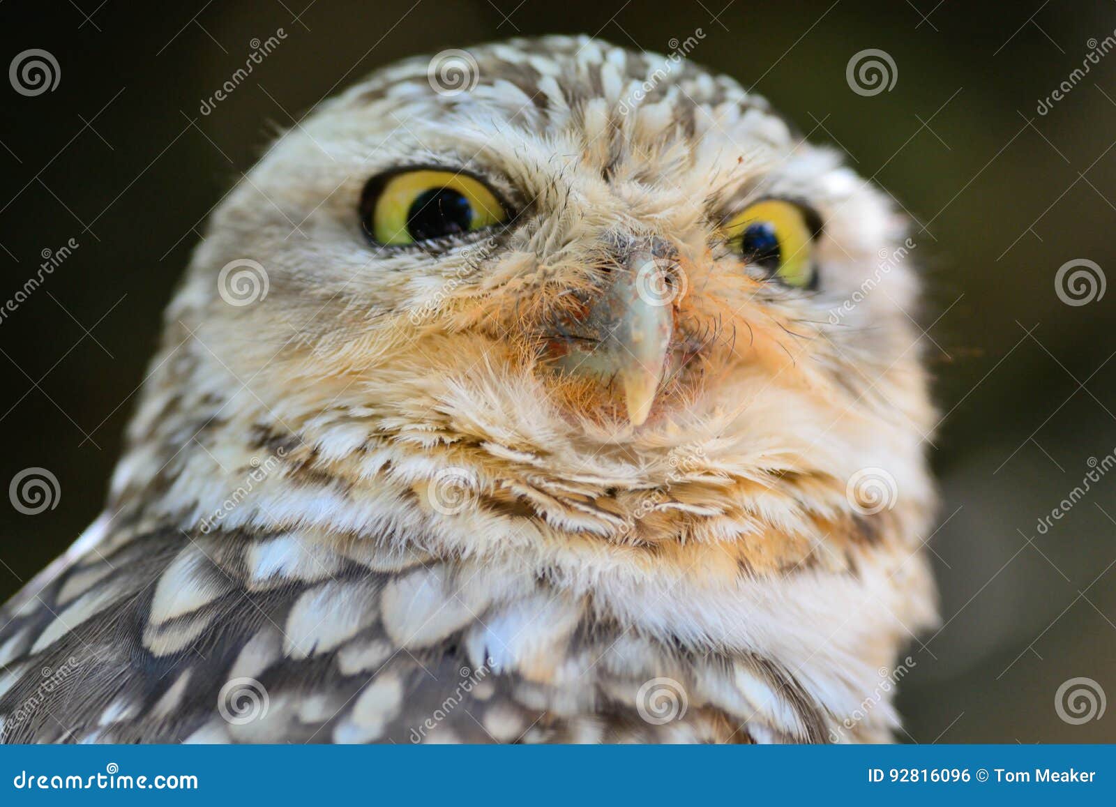 Little owl stock photo. Image of isolated, bird, wildlife - 92816096