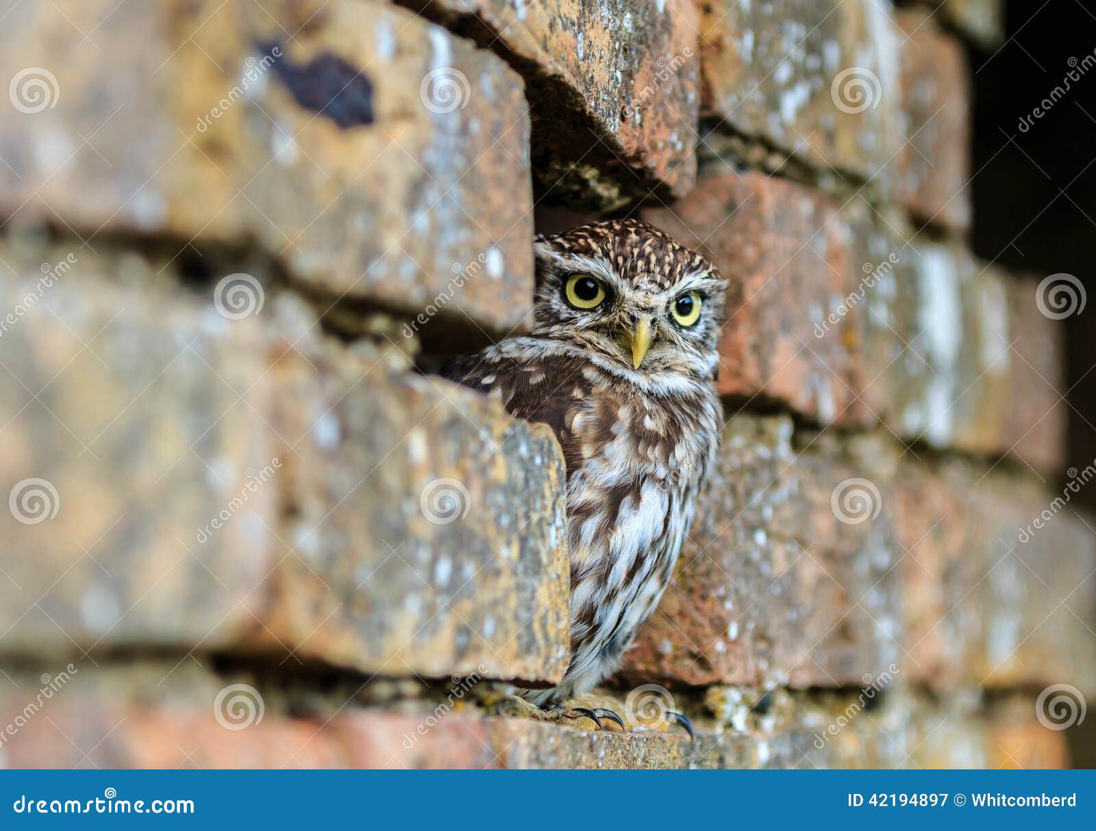Little Owl Hiding in an Old Wall Stock Image - Image of burrowing, nest ...